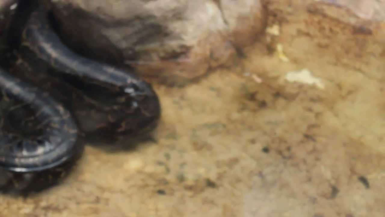 African Rock Python @ ZOO Antwerp - YouTube
