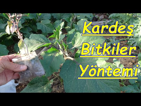 Bu bitki patlıcanın öz kardeşidir!!! 🍆🌱