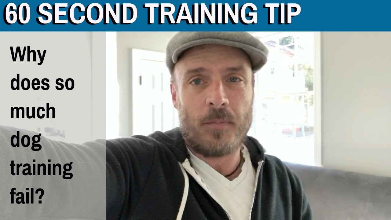 60 Second Training Tip: Why does so much dog training fail? - YouTube