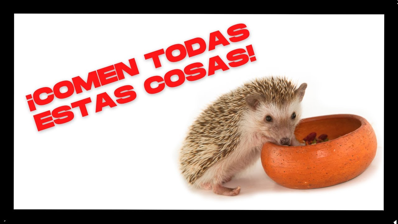 Descubre todo lo que comen los 🦔 Erizos de Tierra [Mejores alimentos ...