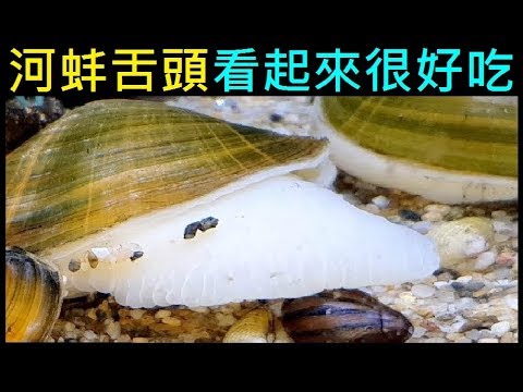 河蚌的舌頭看起來很好吃 The mussel's tongue looks delicious - YouTube