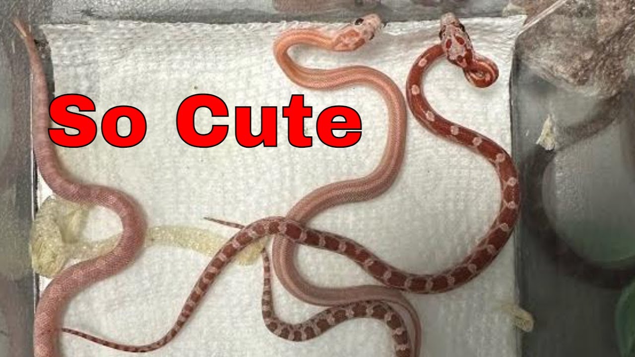 Adorable Baby Corn Snakes Just Hatched! - YouTube