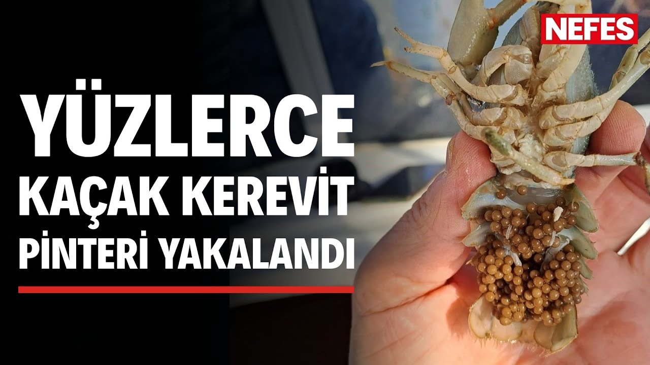 Eğirdir Gölü'nde 300 kaçak kerevit pinteri ele geçirildi - YouTube