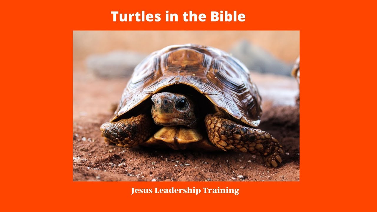 Turtles in the Bible - YouTube