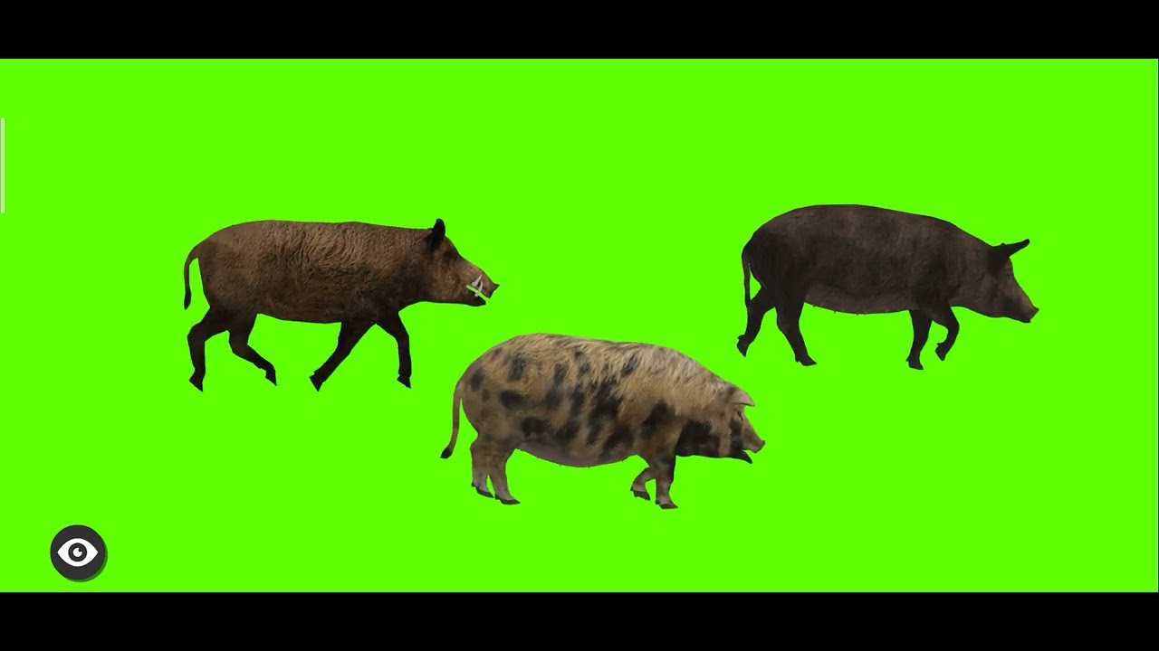 Pigs Walking | Pigs Walking Green Screen Videos | Green Screen pig ...