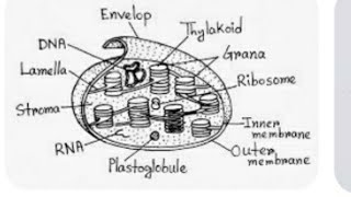 "inside the chloroplast :A visual tour inside the plant cell's Solar power house