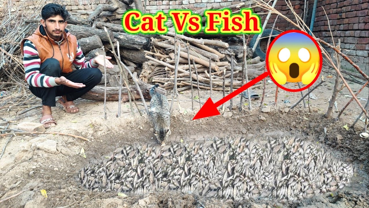 CAT SARI FISH KHA GAI 😢 Cat Vs Fish @hamzaSiddhu - YouTube