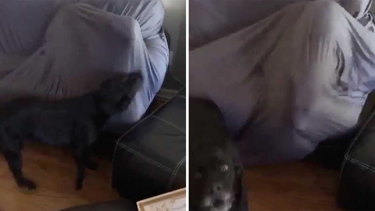 Dog Gets Stuck Underneath Sheet - YouTube