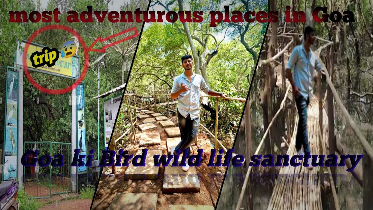 Dr. salim Bird sanctuary ribandar Goa |Chorao Island in Goa | Most ...