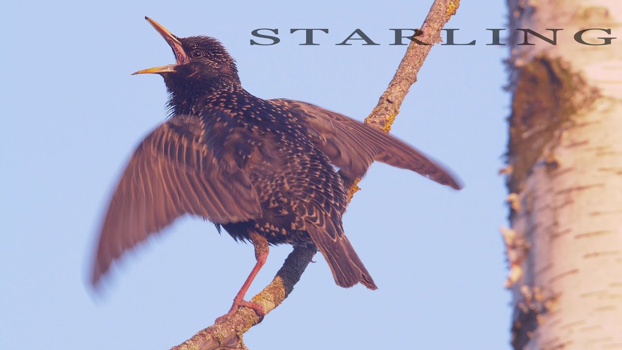 Bird sounds. Common Starling singing in spring - YouTube