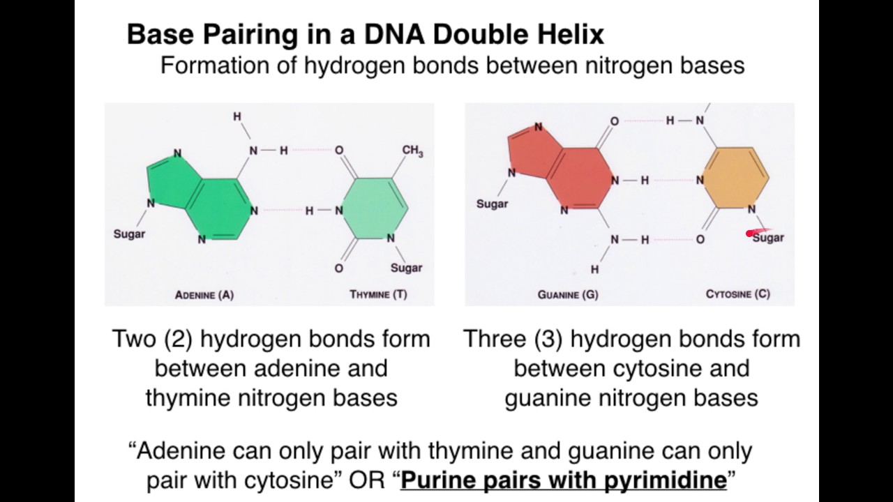 Introduction to Cell Division & DNA Structure - YouTube