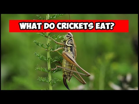 What Do Crickets Eat And Drink In The Wild