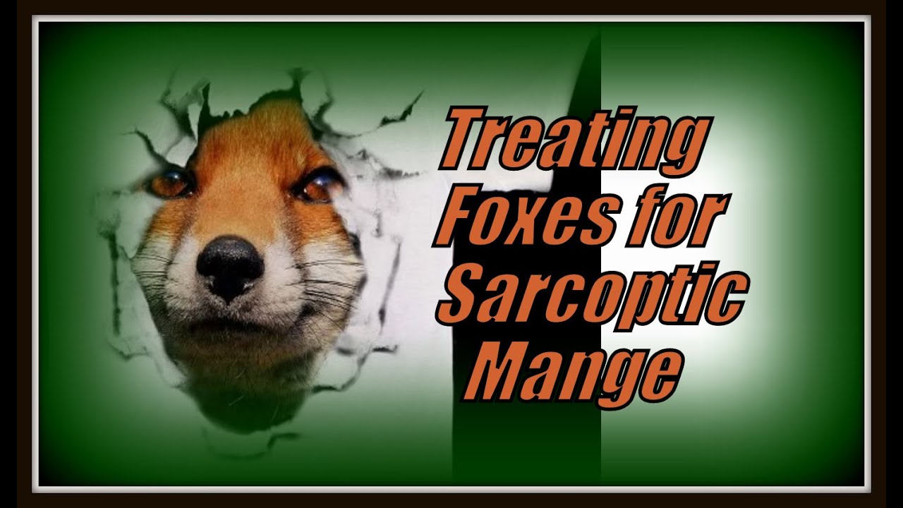 🦊 Treating an urban #fox with sarcoptic mange - and how we are going to ...