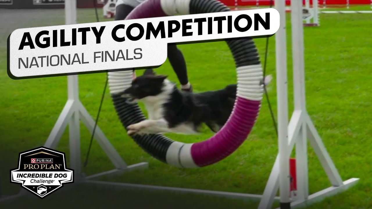 Incredible Dog Challenge: Small Dog Agility Competition National Finals ...