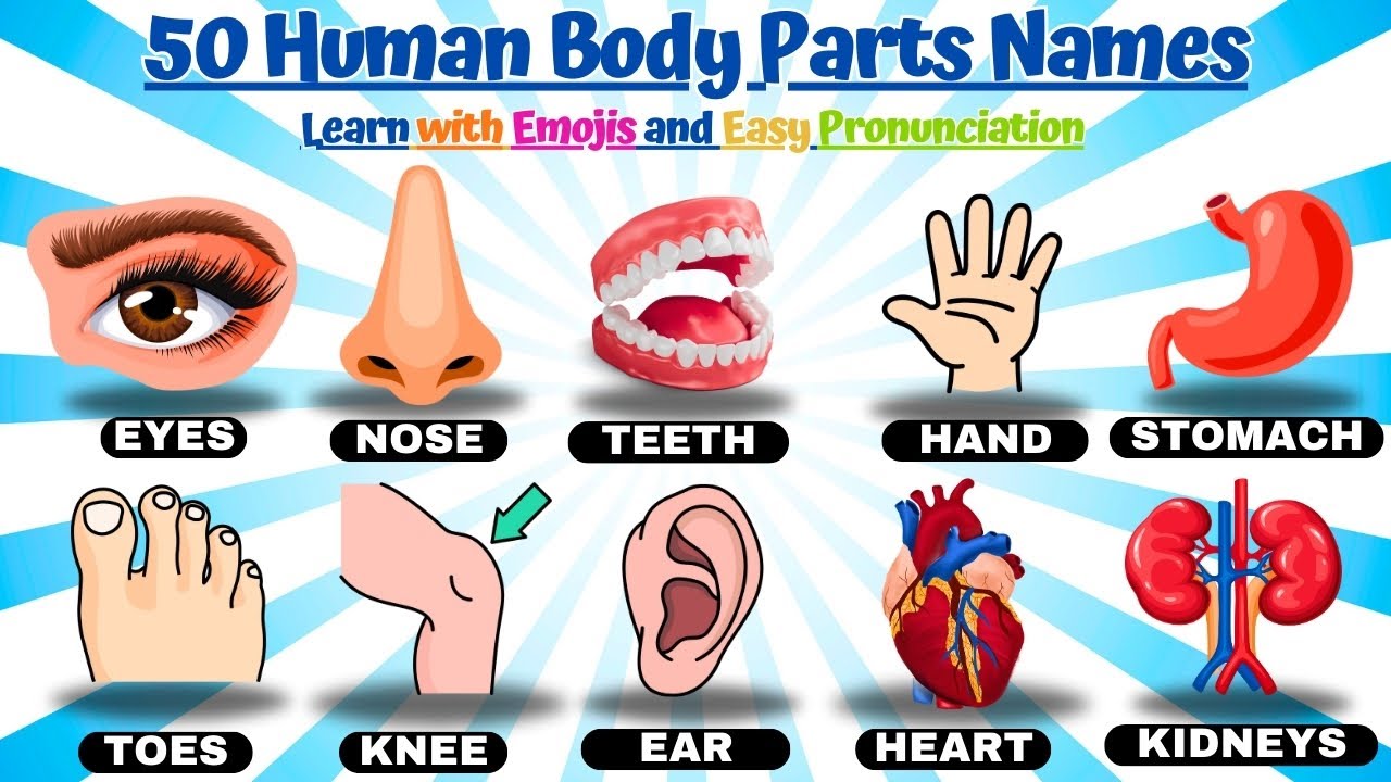 50 Human Body Parts Names in English | Learn with Emojis and Easy ...