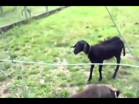 E o pintinho piu, E o pintinho piu, Eo pintinho piu - YouTube