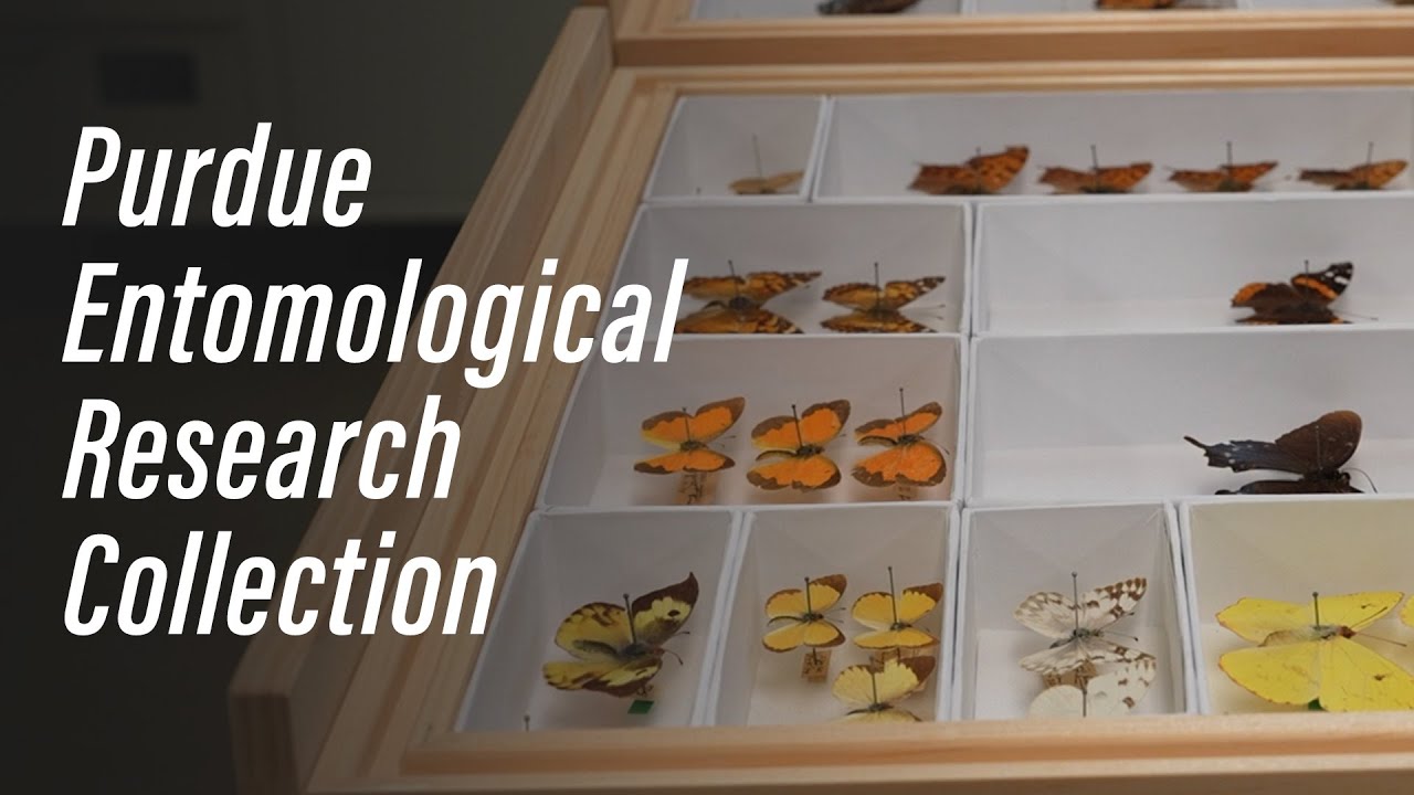 Purdue Entomological Research Collection - YouTube