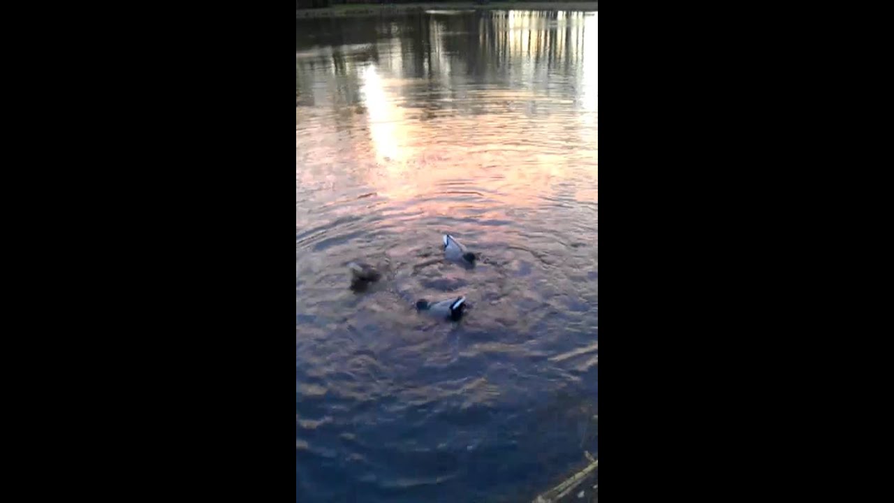 Mallard machine - YouTube