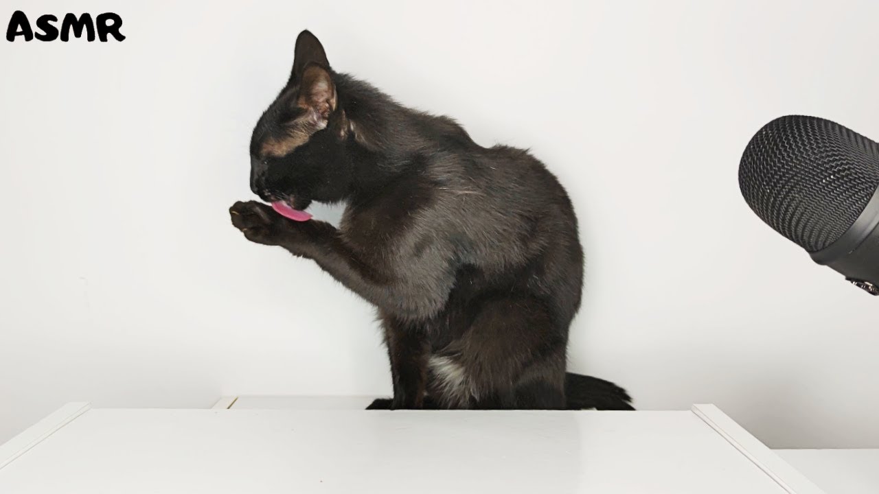 Cat Grooming ASMR - YouTube
