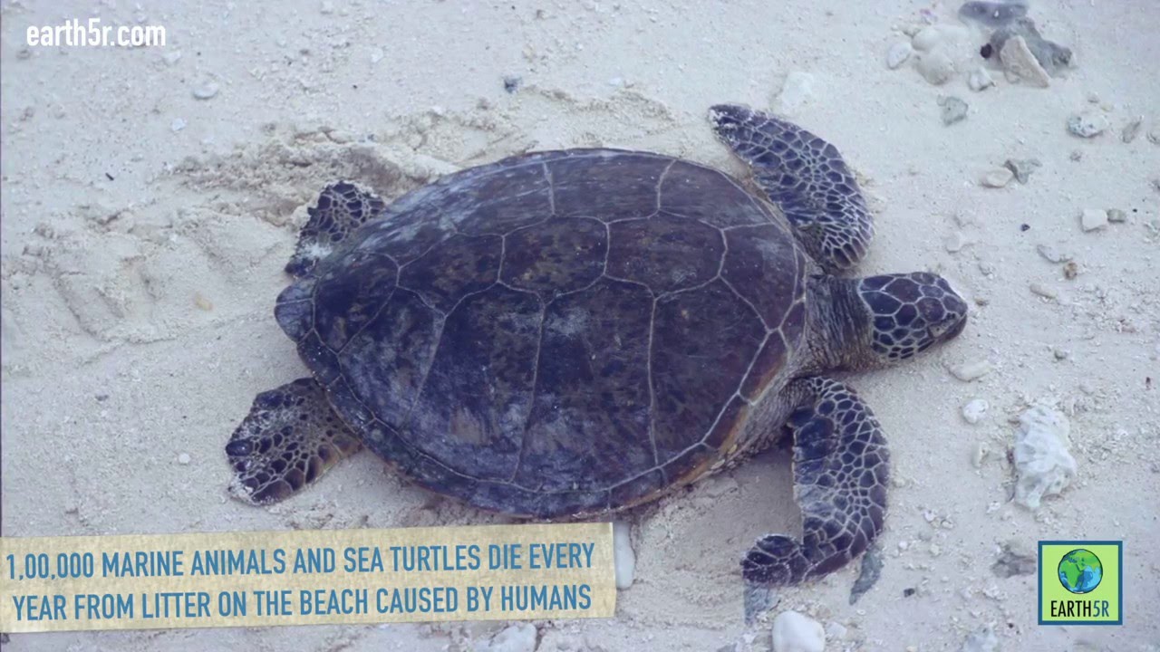 Marina Beach Clean Up at Chennai by Earth5R - YouTube