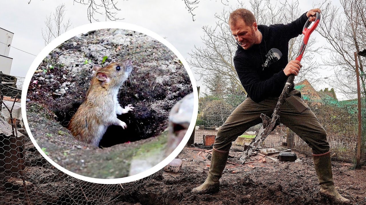 Je CREUSE dans des terriers de RATS ! (c'est pas si simple ...) - YouTube