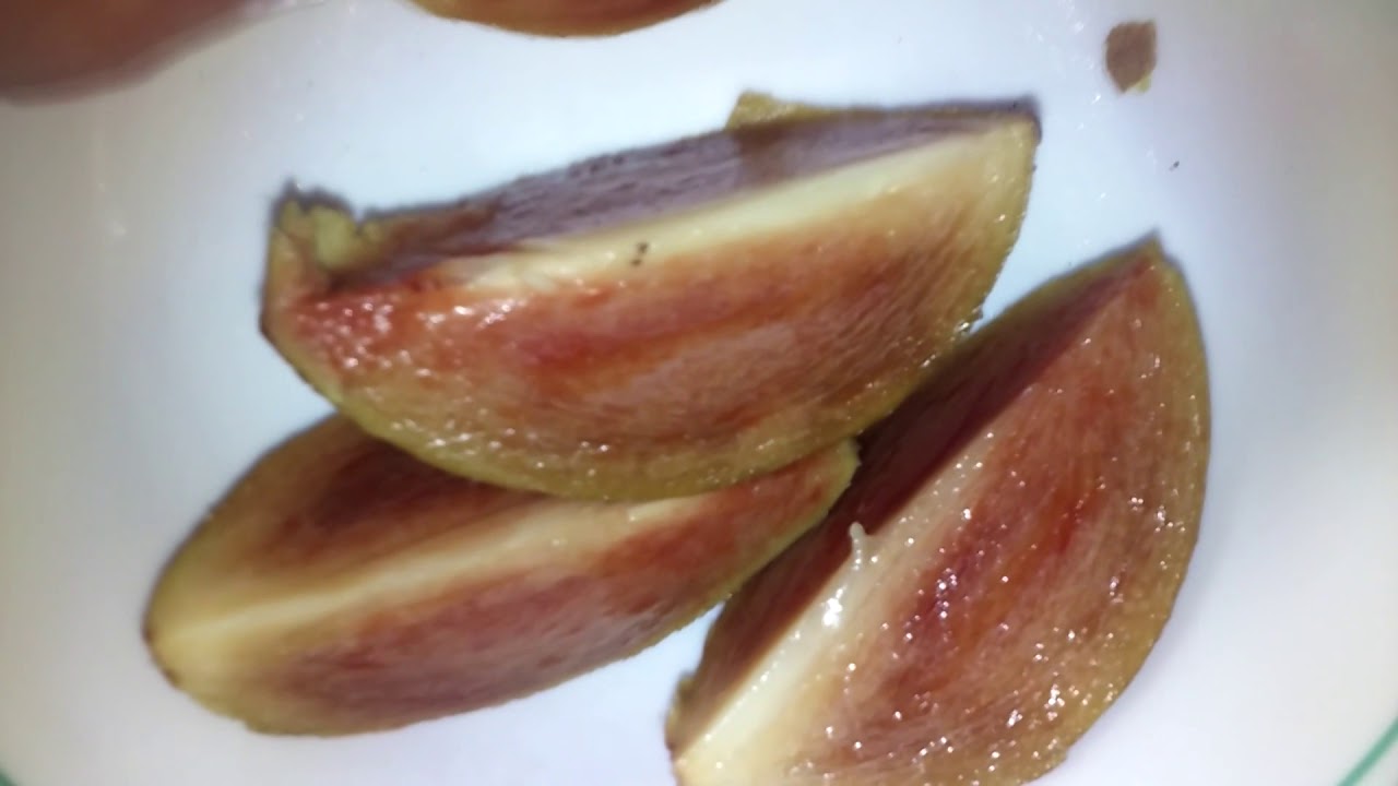 episode49 Manilkara zapota(sapodilla or chico sapote) - YouTube