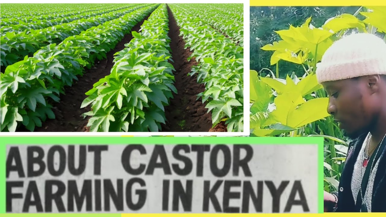 Unlock Income on Unused Land: Profitable Castor Farming in Kenya (Meet a Success Story) - YouTube