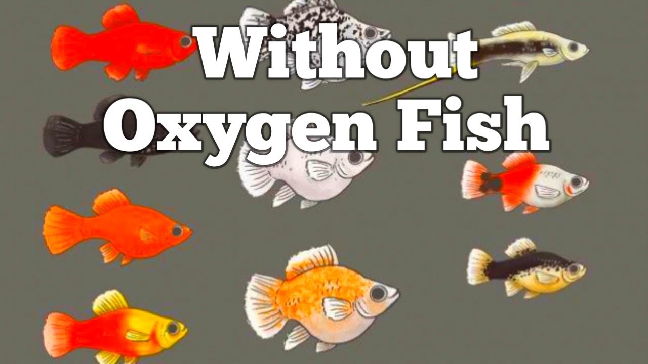 Without Oxygen Fish, #बिना ऑक्सीजन में रहने वाली मछली, #Fish that can ...