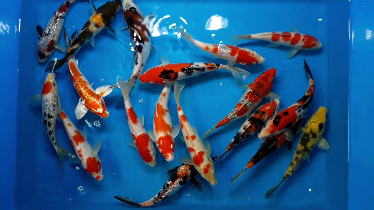 Assorted Premium 8 inch Koi Free Shipping! - YouTube