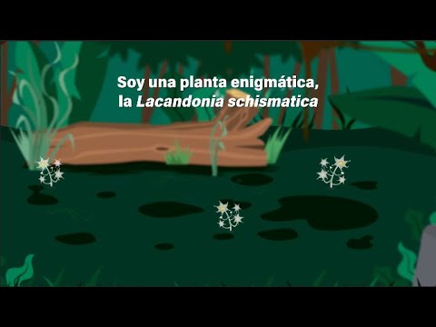 Lacandonia schismática - YouTube