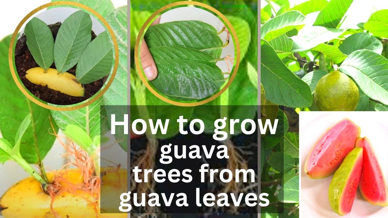 Guava tree from leaves step by step method 100 % success | Amazing ...