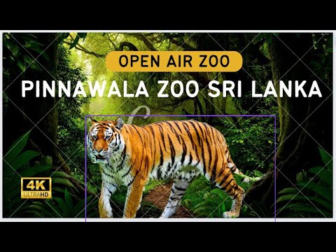 Welcome to Pinnawala Zoo Sri lanka. - YouTube