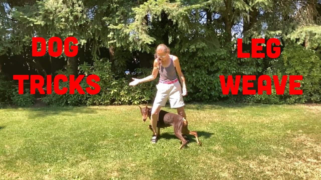 The Easy Way to Train Your Dog to Weave Through Your Legs - YouTube
