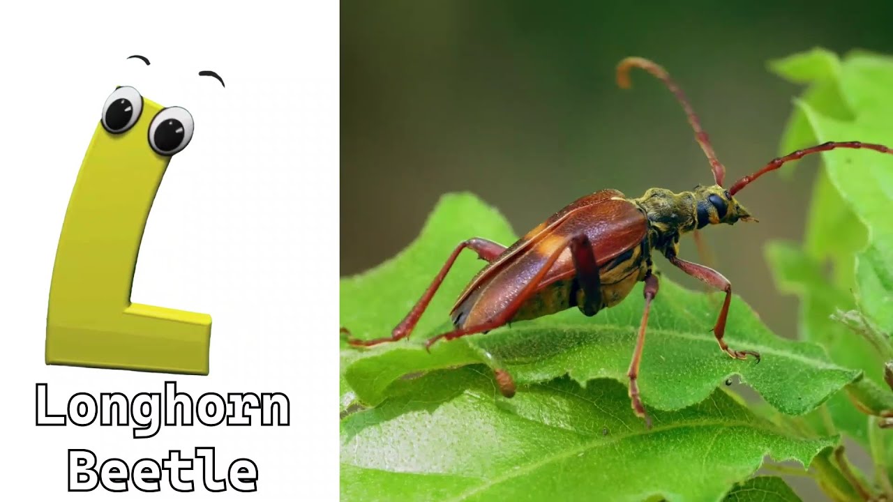 Insects Alphabet Song | Insects ABC Song | Phonics for Kids | Baby ...