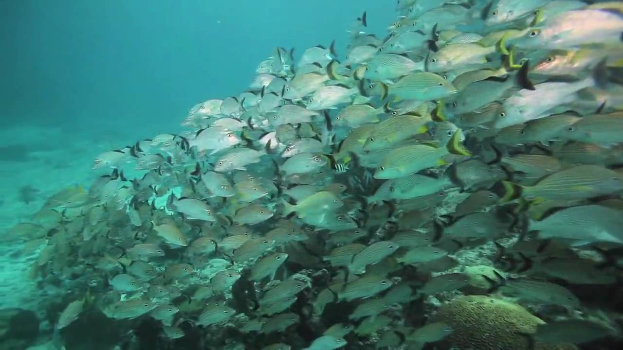 Mesoamerican Reef - YouTube