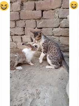 cat vs rabbit #shorts - YouTube