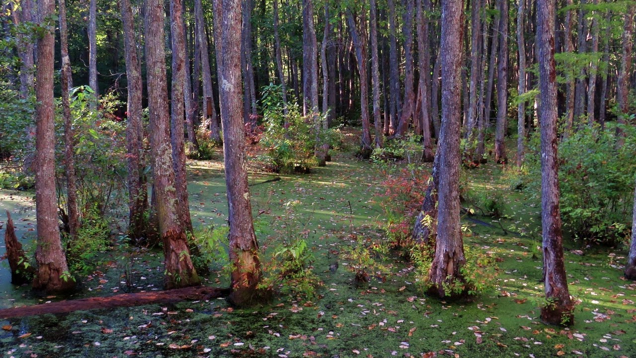 Ghost River State Natural Area, TN ( Wolf River) - YouTube