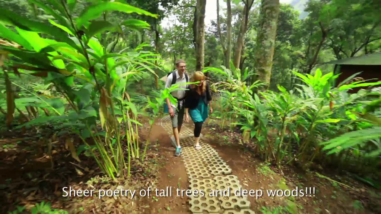 Lantern Stay Resort in Wayand - Best nature resort in Wayanad - YouTube