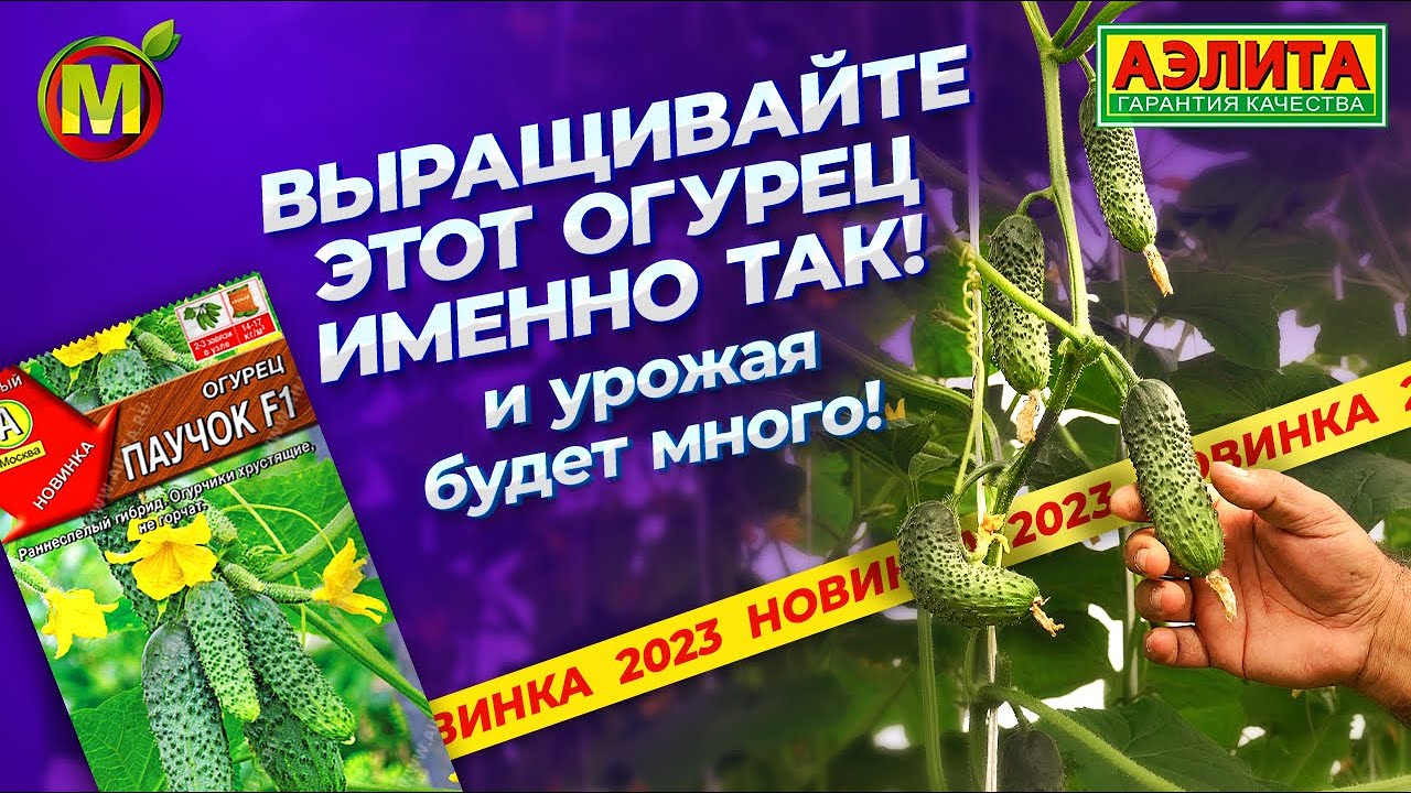 Самоопыляемый раннеспелый огурец ПАУЧОК F1. Как выращивать такие огурцы ...