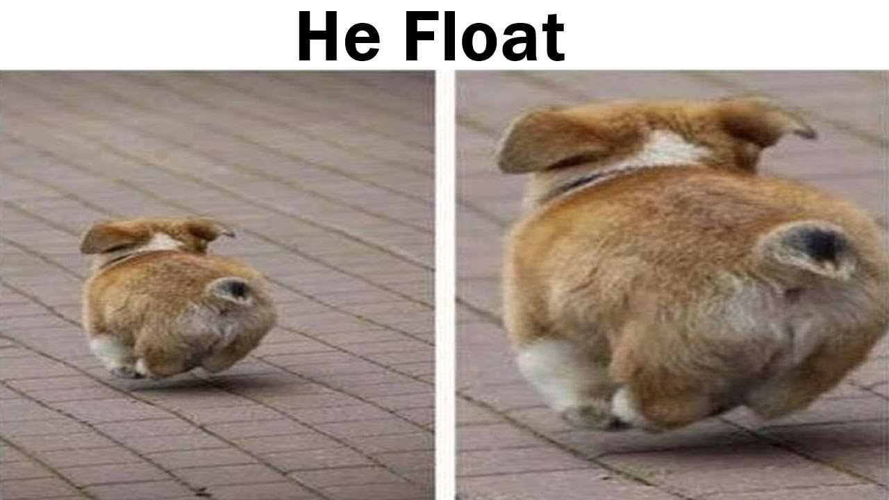 Daily Fresh Memes 178 - YouTube