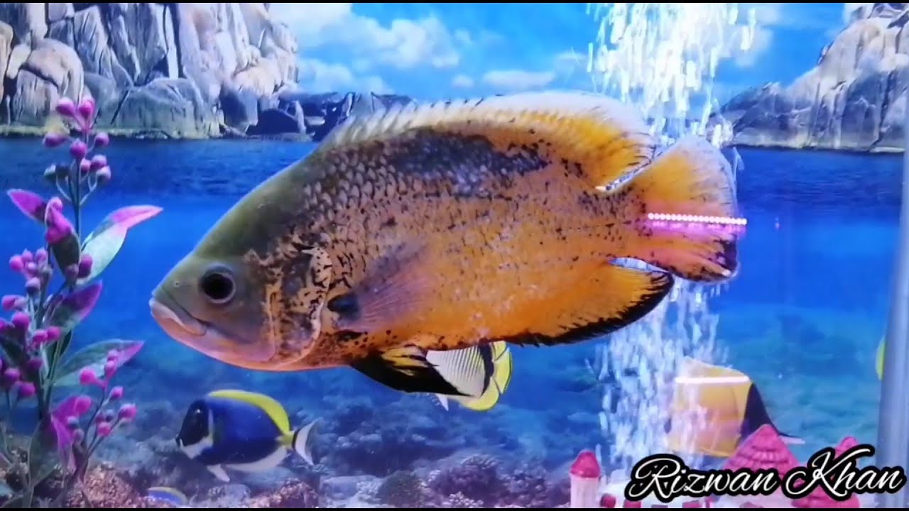 beautiful copper red / Red flame Oscar fish. - YouTube