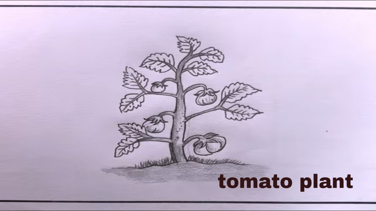 Drawing Tomato Plant/how to draw tomato plant - YouTube