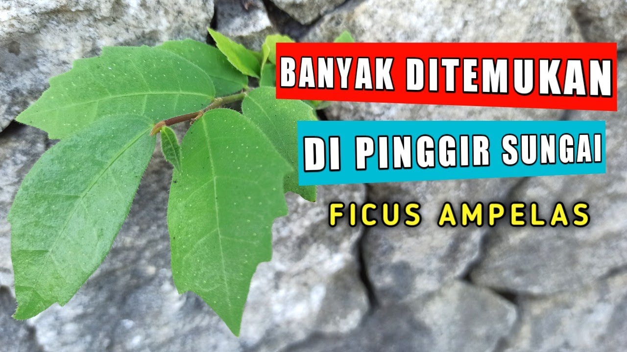 Ficus Ampelas Putih Di Alam Salah Satu Jenis Tanaman Yang Bisa Dijadikan Pohon Bonsai - YouTube