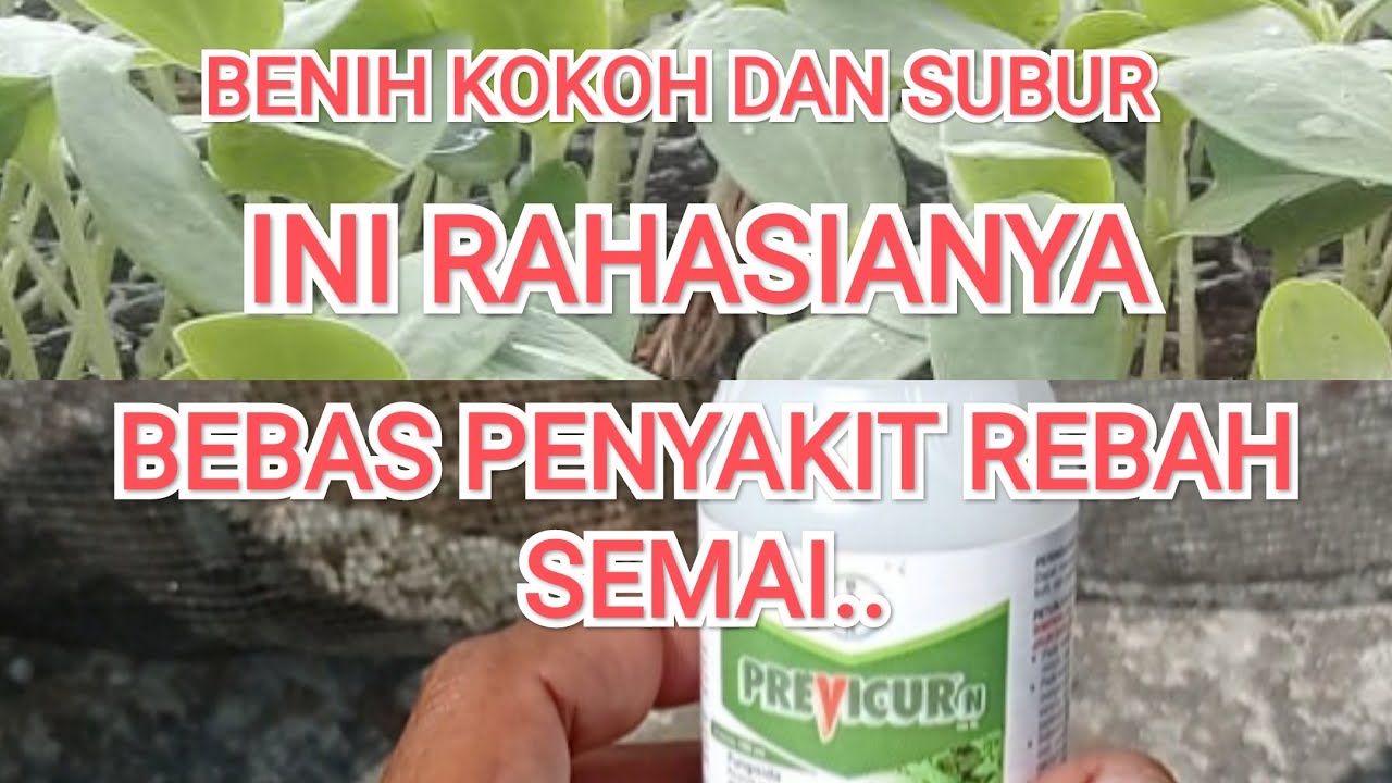 fungisida pencegahan rebah semai pada benih - YouTube