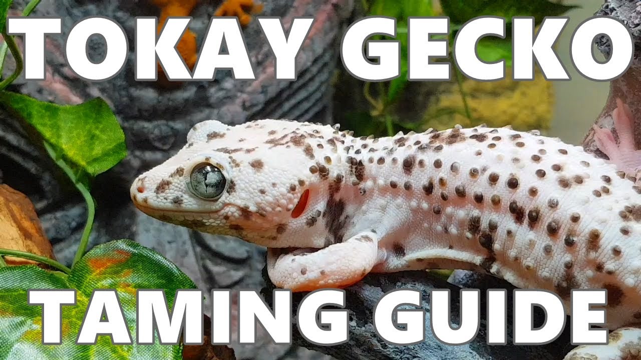 How To Taming Your Tokay Gecko!- Perfect Taming guide ｜如何馴服你的大守宮 ...