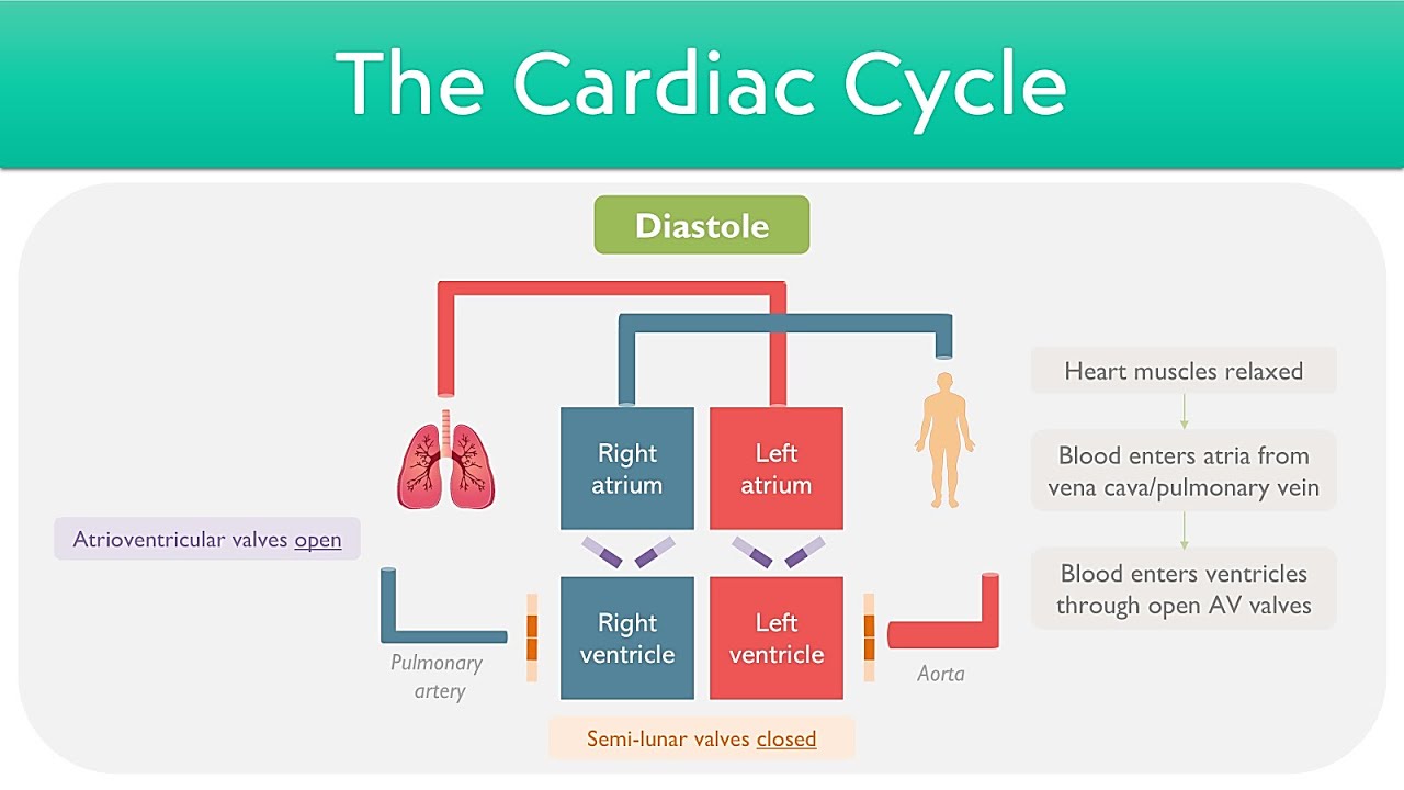 Cardiac Cycle Explained | Clinical Cardiology - YouTube