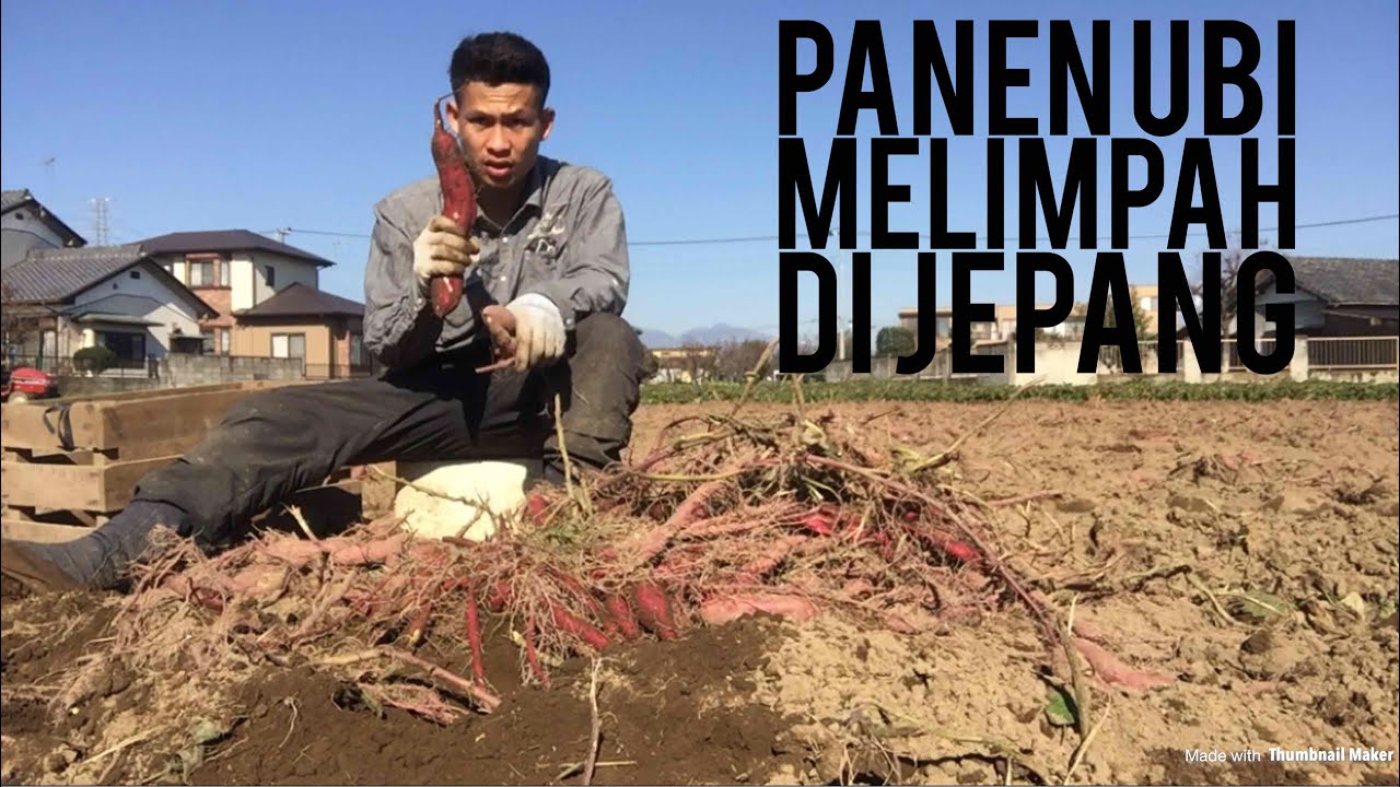 PANEN UBI ALA JAPAN SANGAT CEPAT DAN MUDAH - YouTube