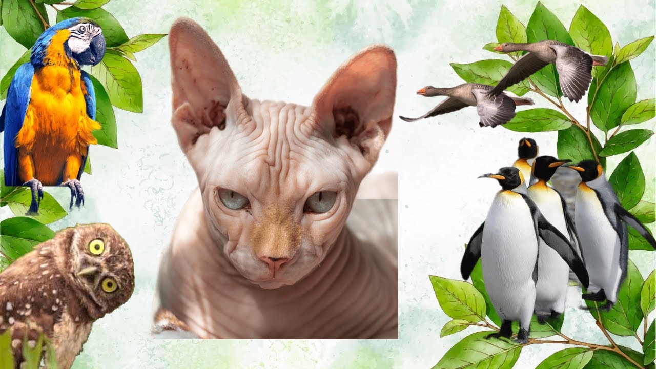 AMBIENT ANIMAL SOUNDS WITH MUSIC: rooster, horse, dog, llama, cow ...