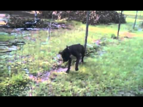 PERRO MIANDO!! MIRA LO QUE LE PASA - YouTube