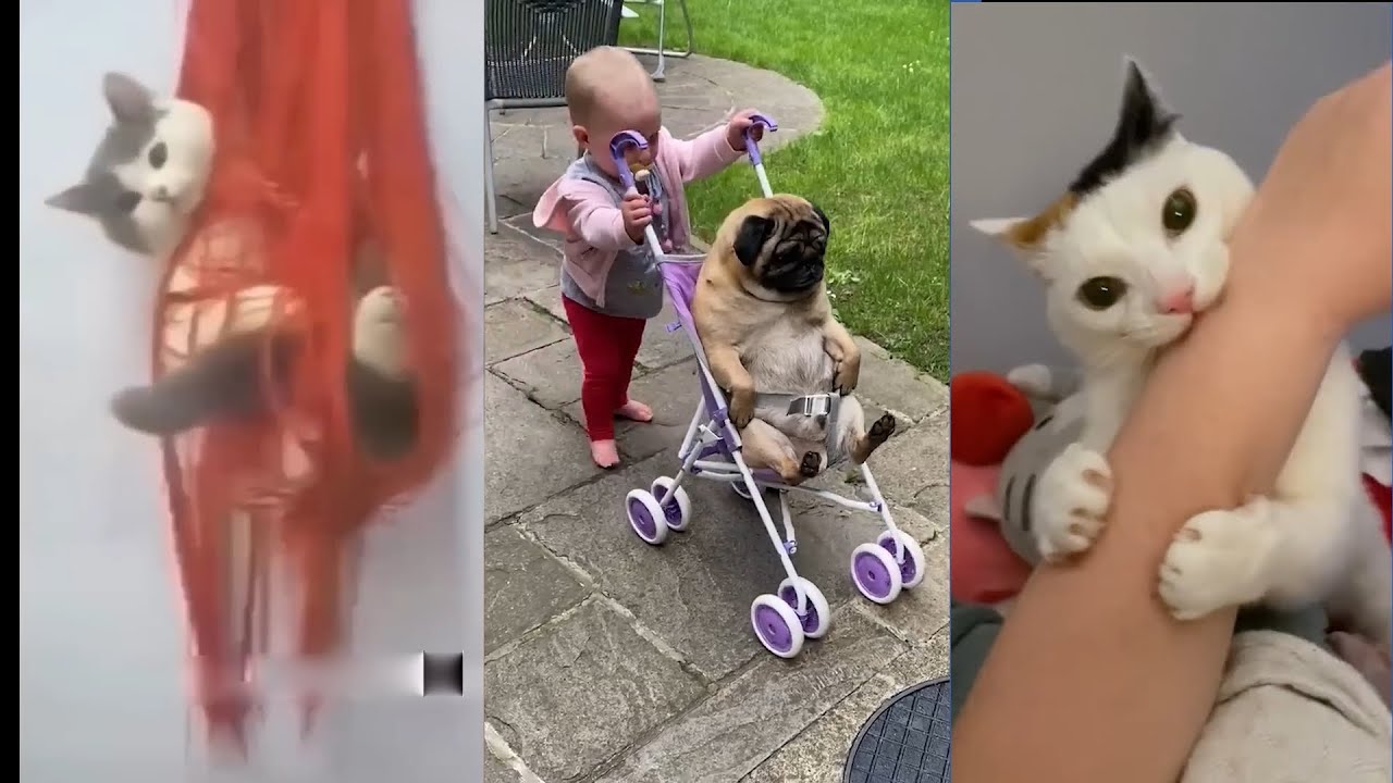 🐯"Epic Animal Pranks: You Won't Believe 🐆 What Happens Next! :o "Part 1 ...